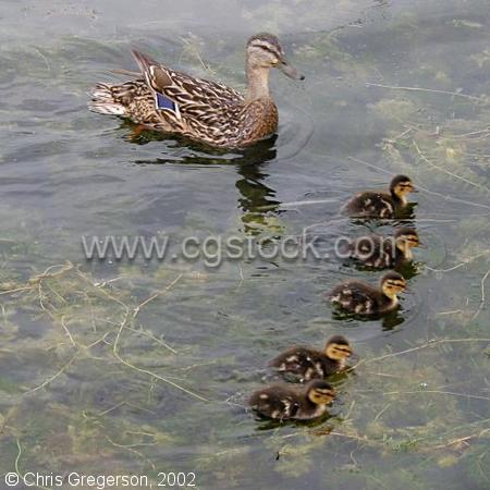 Mother Duck and Ducklings
